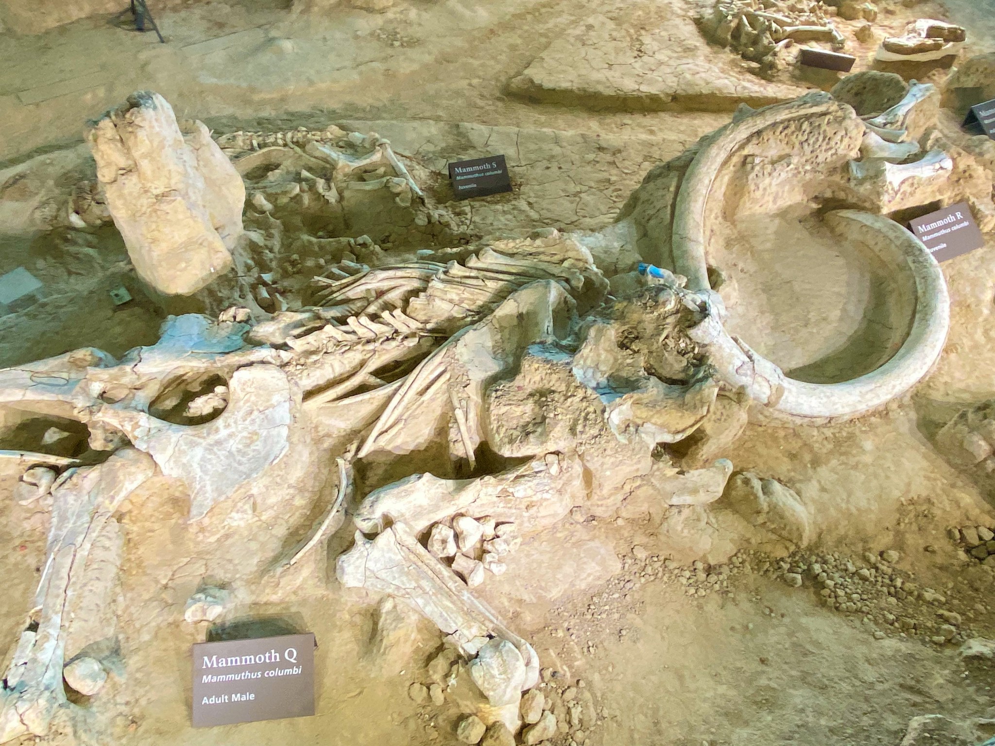 Waco Mammoth National Monument – Road Trip Queen